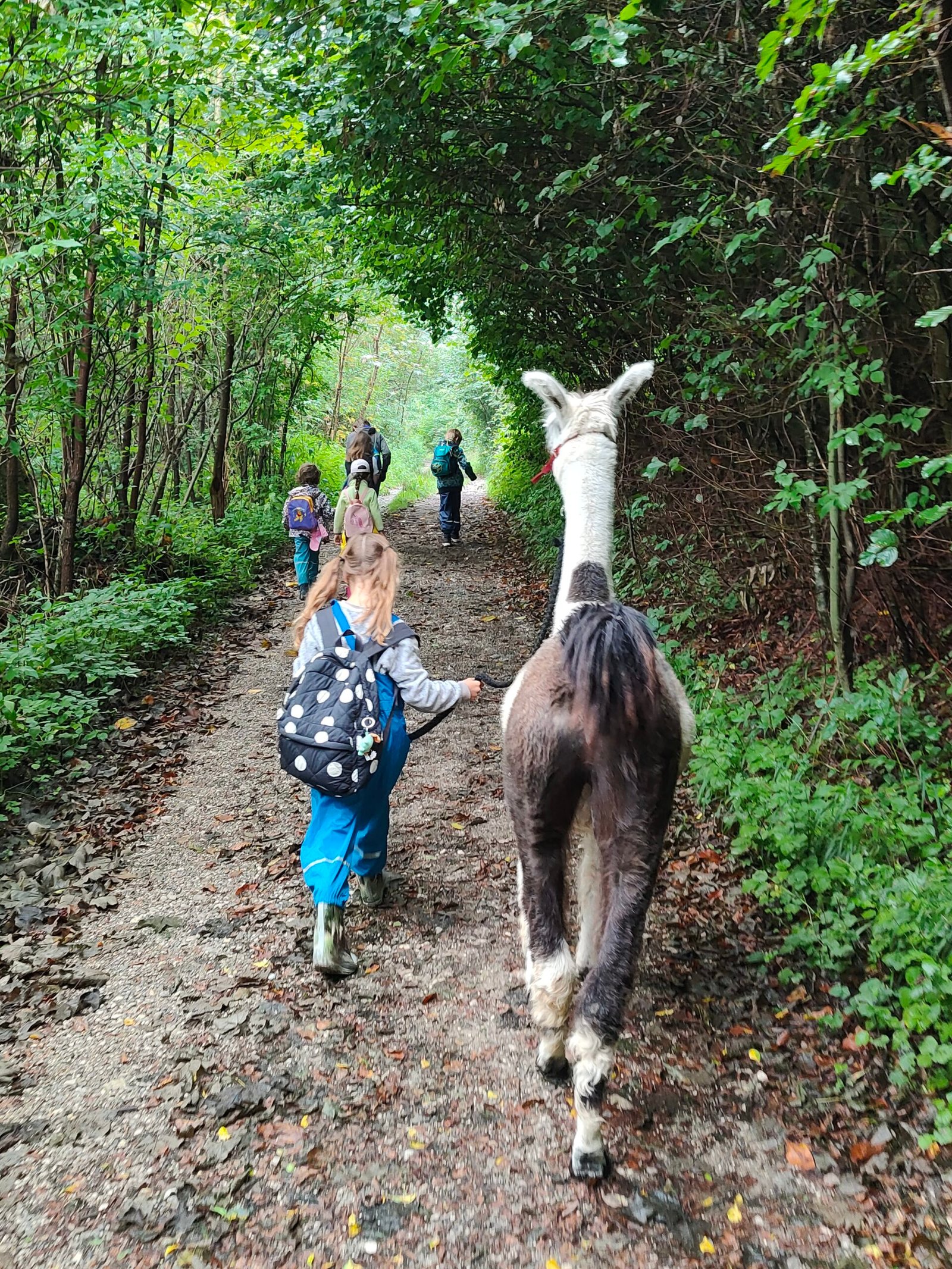 Las Chichas Lamas – Lama- Auszeit am Starnberger See